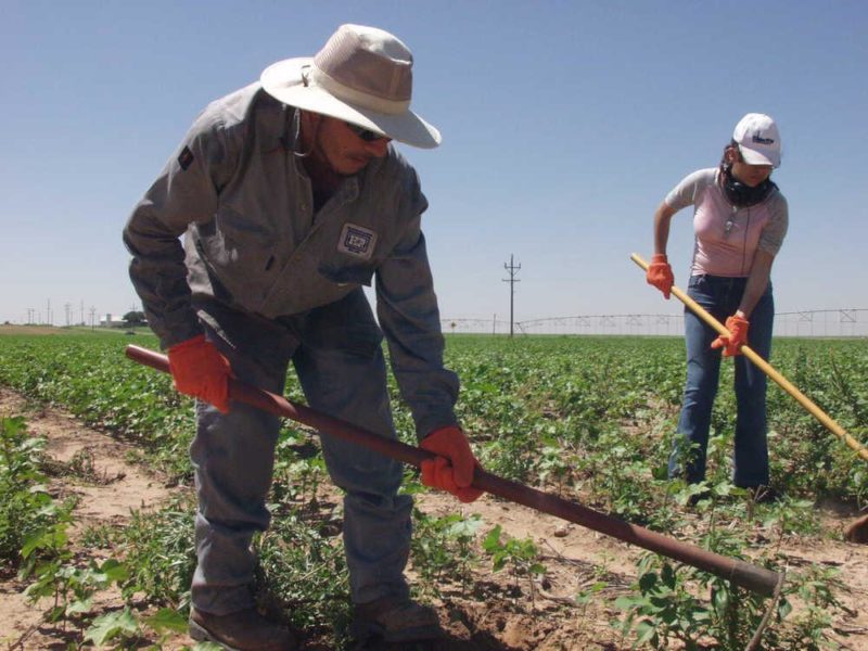 Chopping Cotton – Welcome to Joe Girard's page